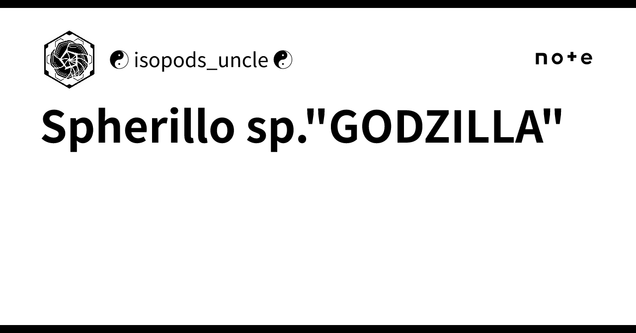 Spherillo sp."GODZILLA"｜☯︎ isopods_uncle ☯︎