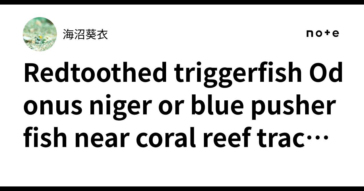 Redtoothed triggerfish Odonus niger or blue pusher fish near coral reef ...