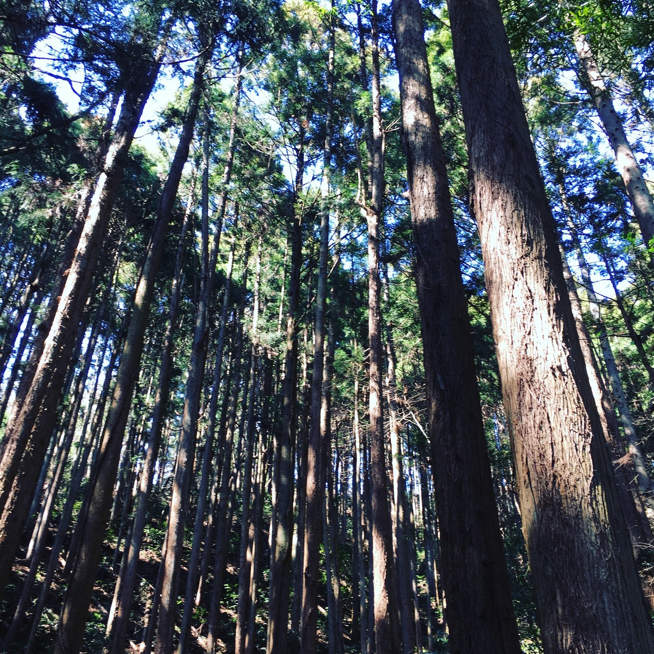 杉林に込められている想いとは…｜Rie Abe｜note