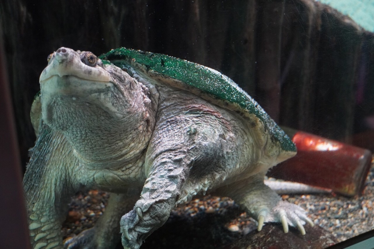 2019/08/24 井の頭自然文化園｜Takuma Kaga