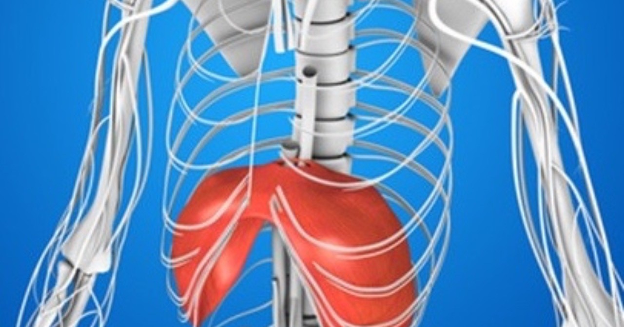 コアマッスルを働かせるには胸郭を動かす｜Masashi.Anzai~動作･身体の専門家~｜note