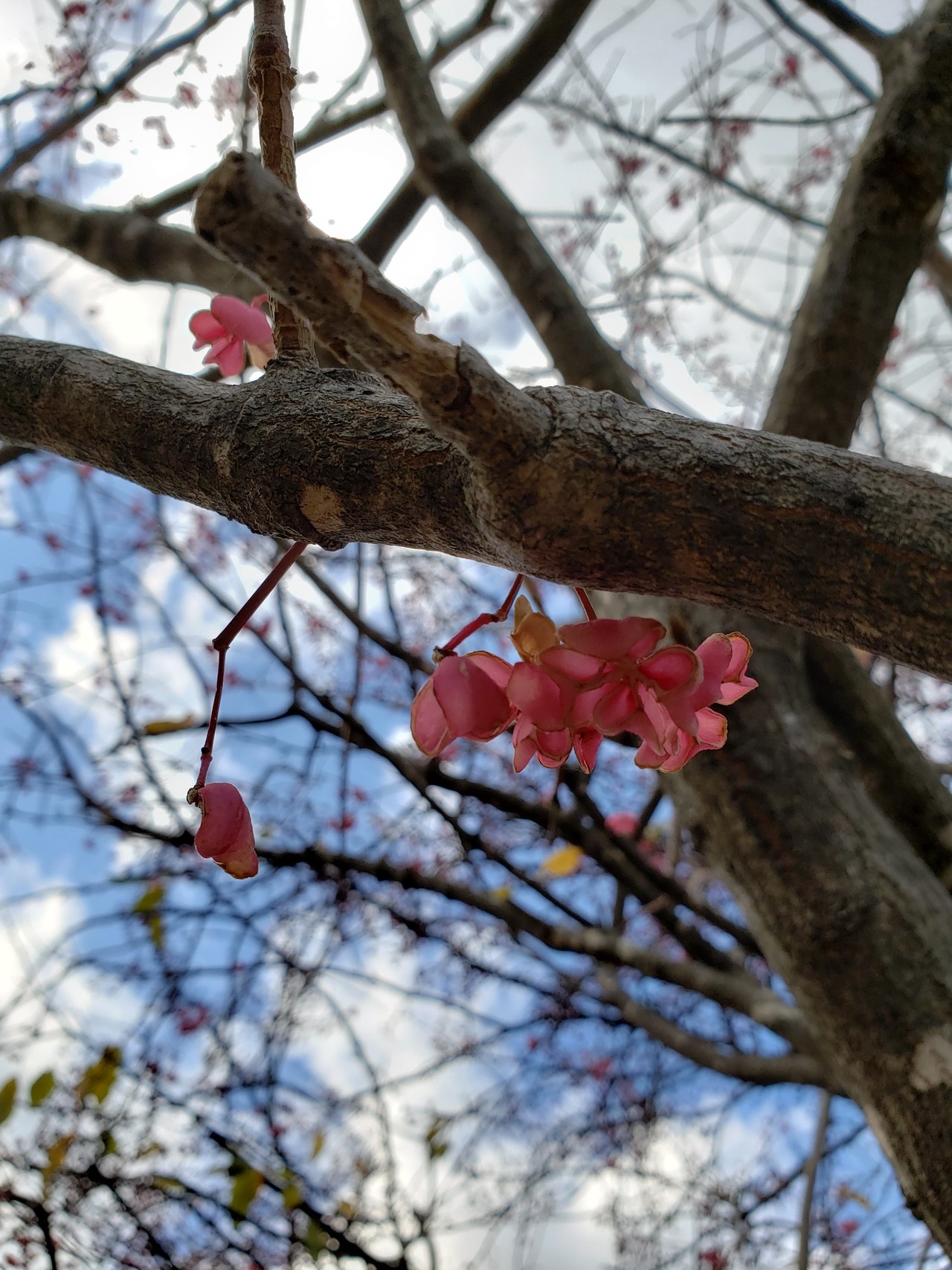 冬が来た☃️｜mu｜note