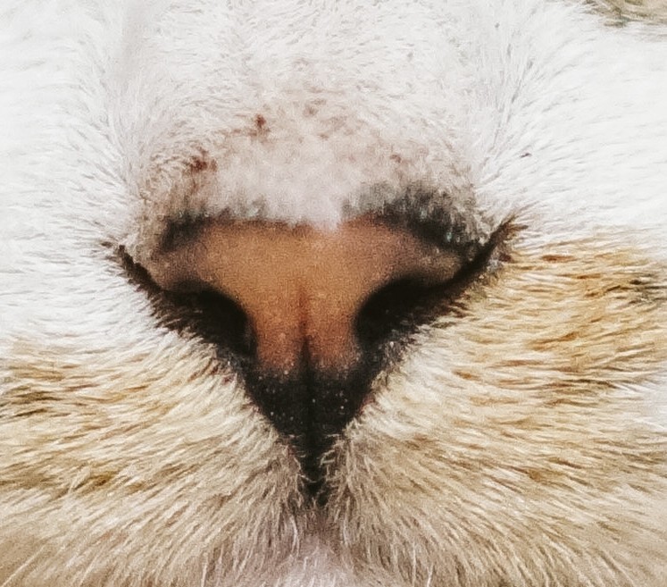 「写真みたいな子猫が描ける」描き方教室／CLIP STUDIOで描く！もふもふを感じさせる技術｜realdrawing｜note