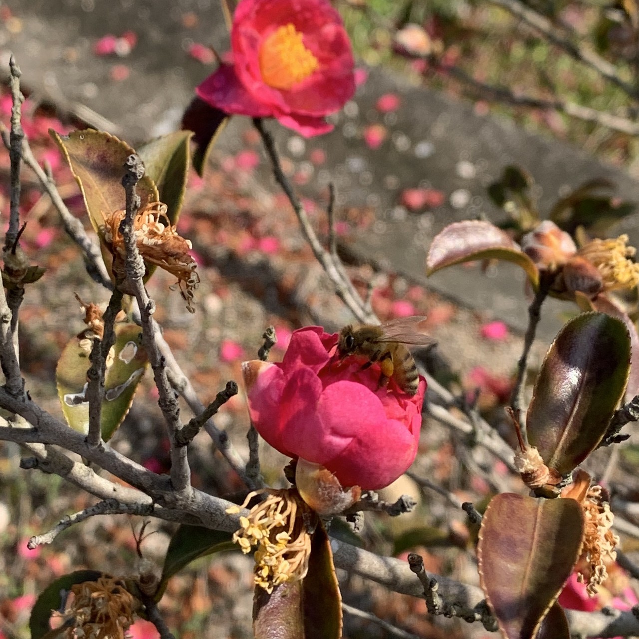 季節先取りの暖かさ｜kochan_tk