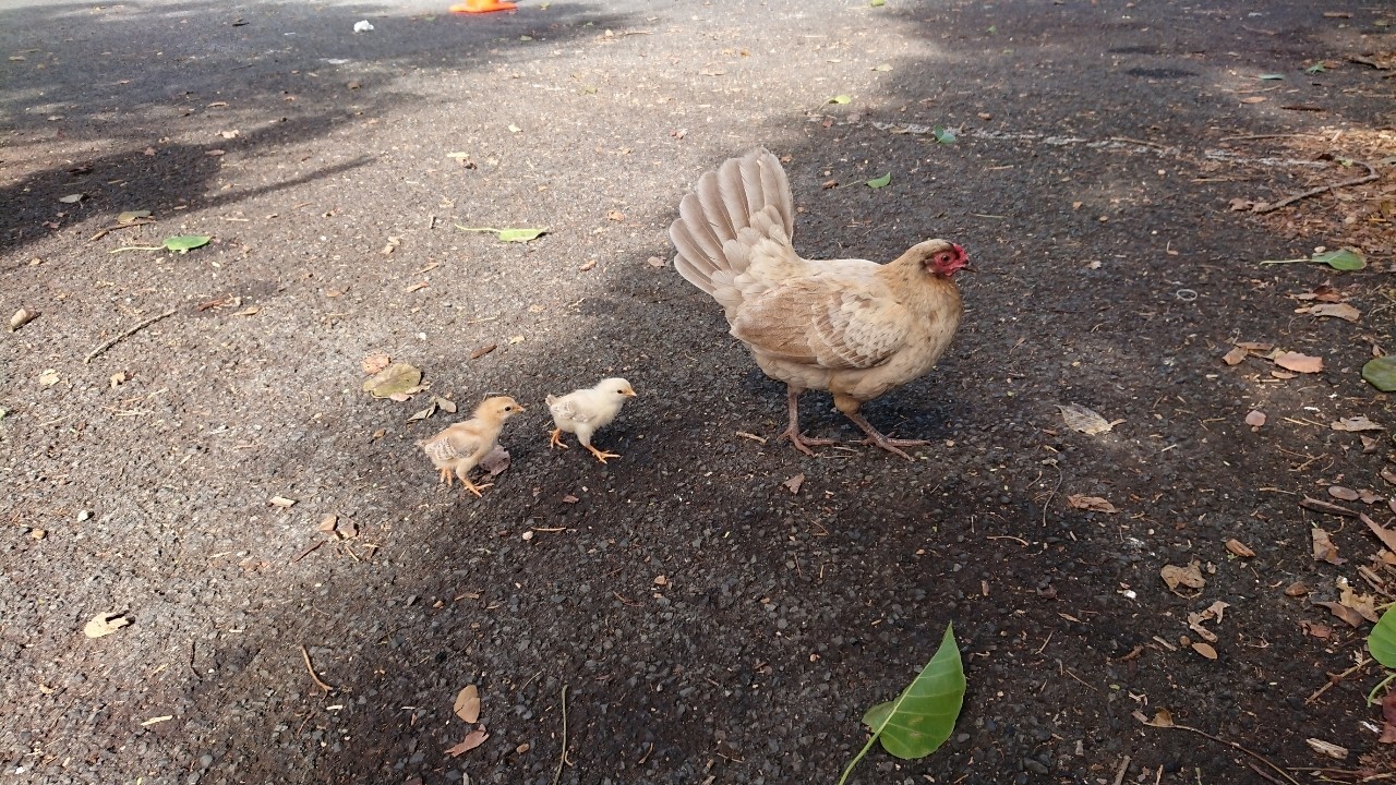 とり - 2020/2/21｜Shohei Doi｜note