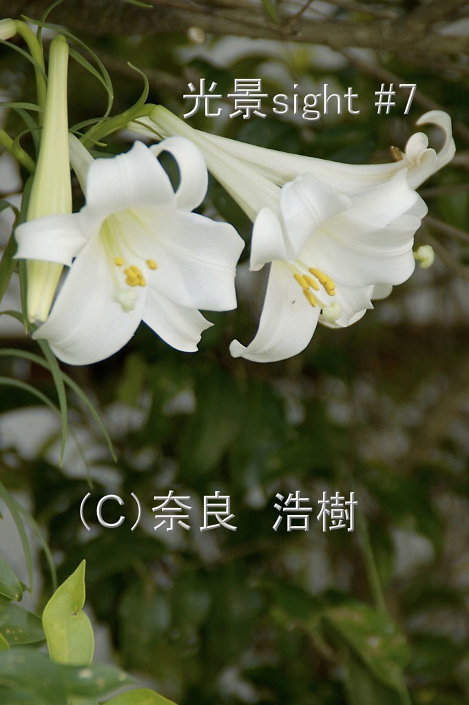 志村けんタバコすいすぎですよ。寿命ですね。｜hiroki-nara