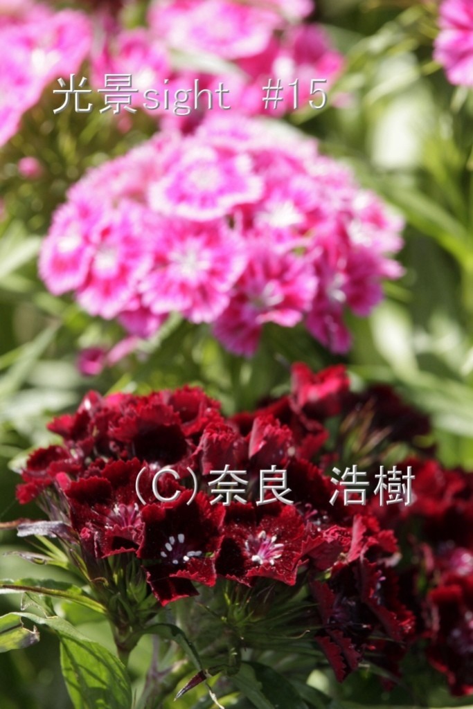 ほんとに儲かる再現性のあるビジネスなら50万ぽっちでは教えません。｜hiroki-nara