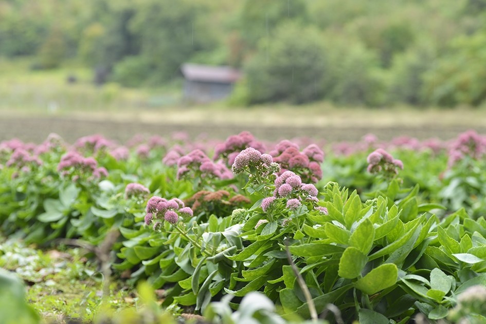 六合（くに）の花 ＊お花の産地＊｜ichiyo｜note