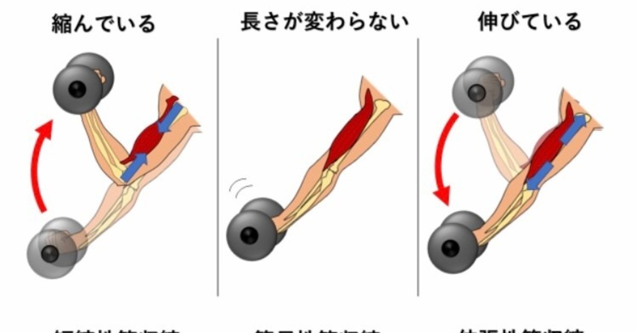 3つの筋収縮｜佐野英五/Eigo Sano｜note